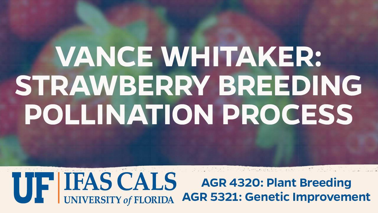 Strawberry Breeding - Pollination Process with Dr. Vance Whitaker