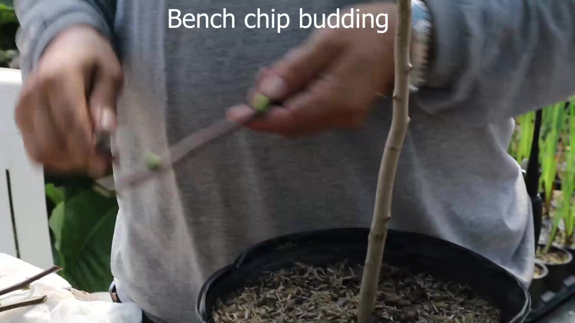 Bench Chip Budding