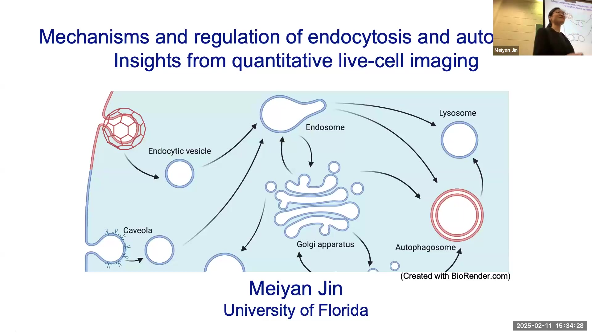 Mechanisms and Regulation of Endocytosis and Autophagy: Insights from ...