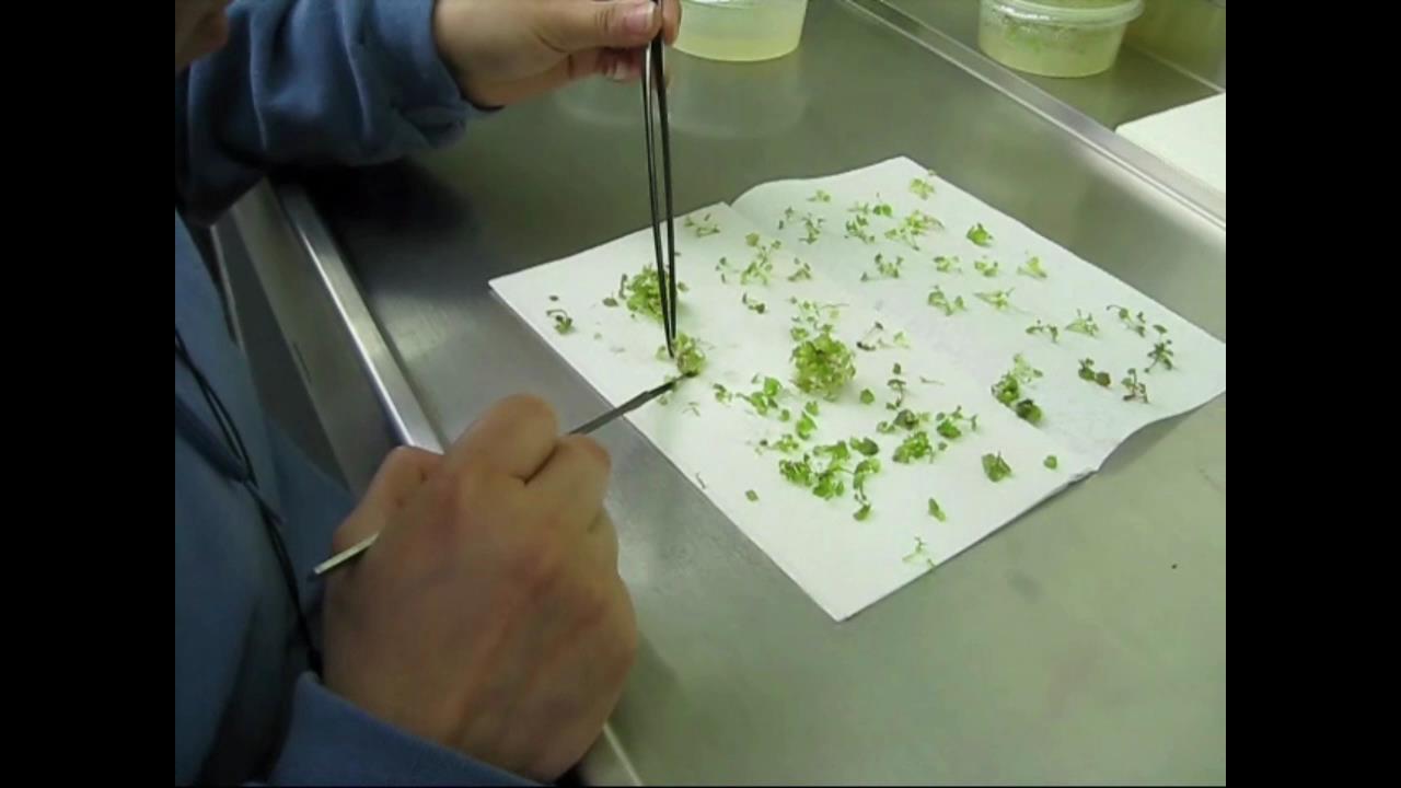 Micropropagation Stage II