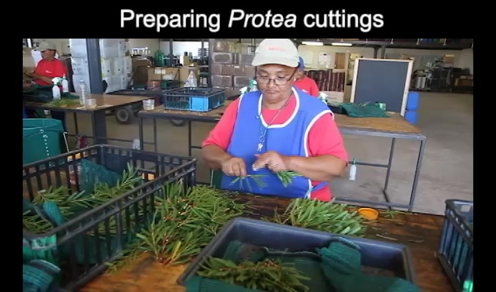 Preparing Cuttings - Stripping Leaves