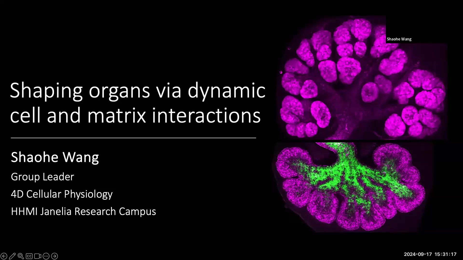 Shaping organs via dynamic cell and matrix interactions