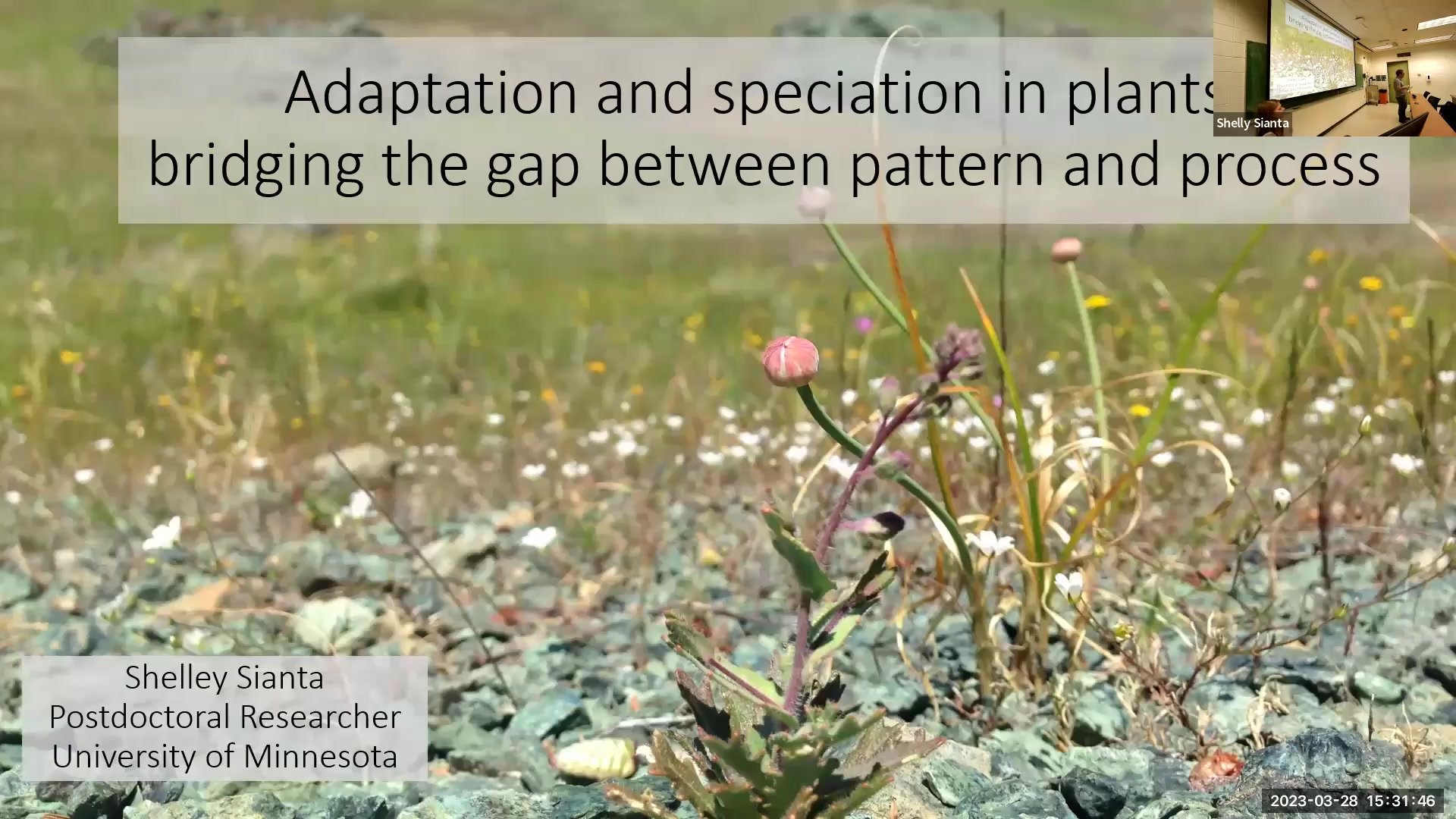 Adaptation and speciation in plants: bridging the gap between pattern ...