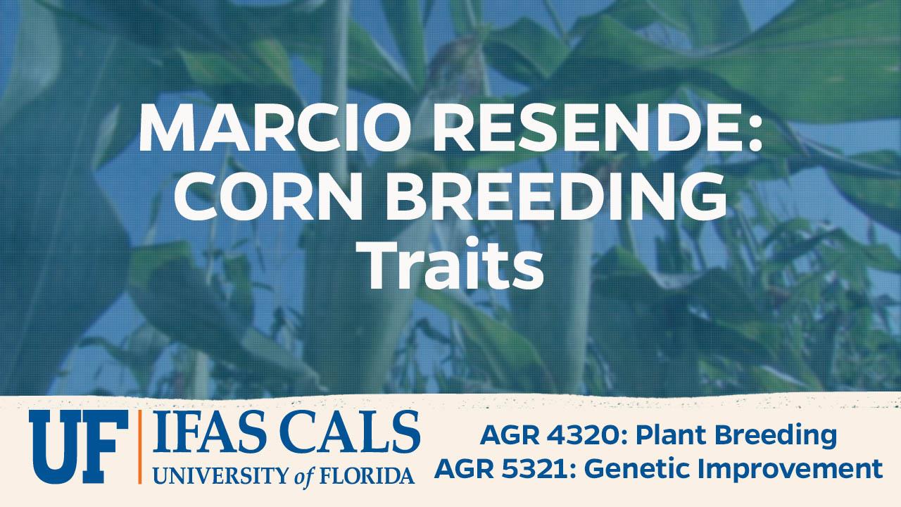 Corn Breeding Traits with Dr. Marcio Resende