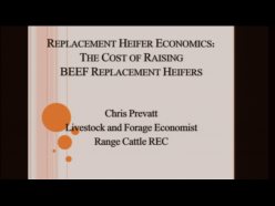 Replacement Heifer Economics: The cost of raising beef replacement ...