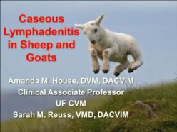 Caseous Lymphadenitis in Sheep and Goats