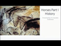 Horses - History Part I